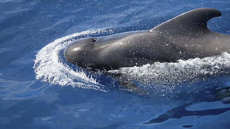 3h Whale Watching Private tour Beneteau Oceanis 440 - The Sum Up