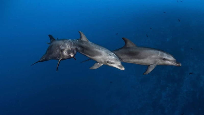 3h Whale Watching Private Tour Costa Adeje Lina7 Mizendoha - The Itinerary: What to Expect