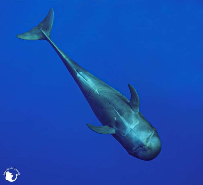 3h Whale Watching Private Tour Costa Adeje Lina7 Mizendoha - Food and Drinks: A Key Highlight