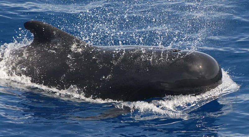 3h Whale Watching Private Tour Costa Adeje Lina7 Mizendoha - Authentic and Educative Experience