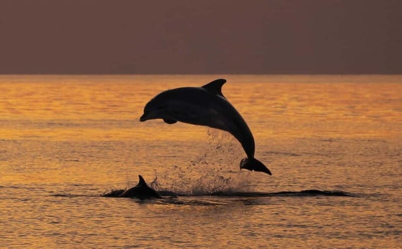 3hours Dolphin Sunset watching with unlimited drinks +dinner - What to Expect on the Tour