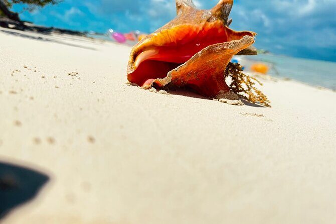 3HR Clear Kayak Mangrove and iguana island Tour in Leeward - The Bottom Line: Is It Worth It?