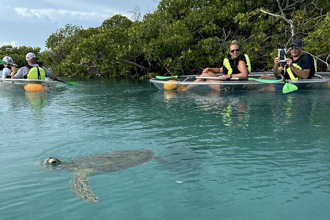 3hr Clear Kayak Tour of Mangroves, Marine Life and Iguanas - Key Points