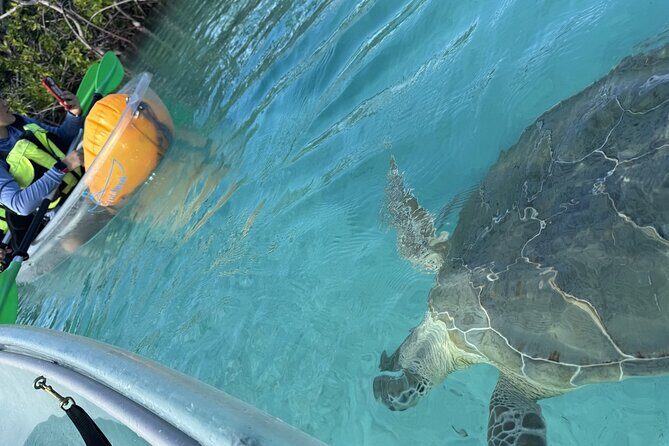 3hr Clear Kayak Tour of Mangroves, Marine Life and Iguanas - FAQ