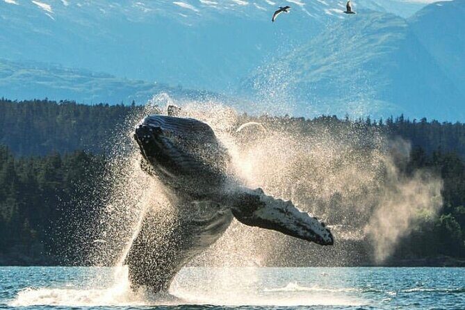 3hr Custom Private Tour of Ketchikan (4 People) Wildlife + More - Key Points