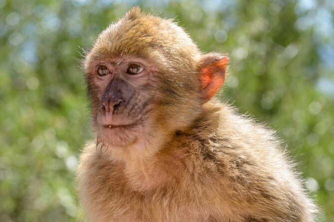 3hrs Private Tour in Gibraltar Historical Tunnel Tour - Final Thoughts: Who Will Love This Tour?
