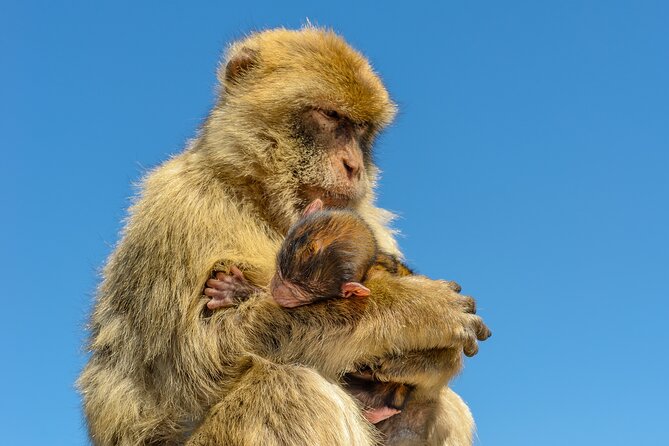 3hrs Private Tour in Gibraltar Historical Tunnel Tour - FAQs
