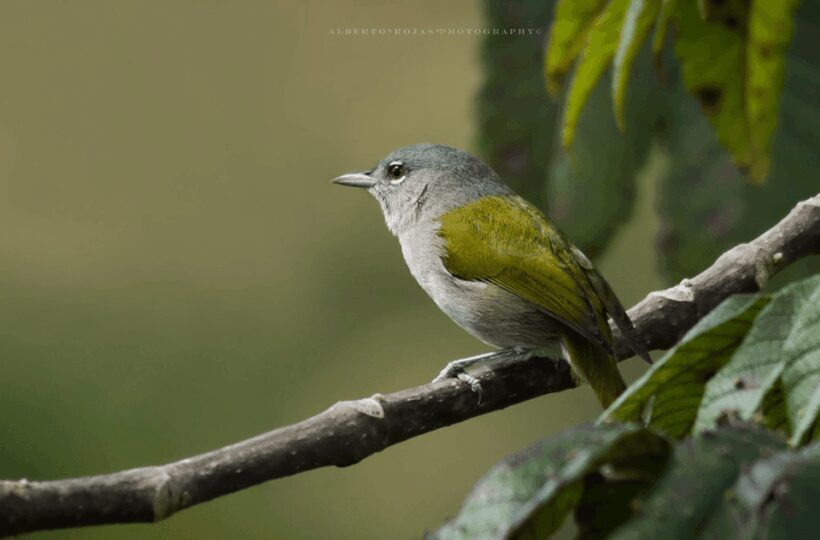 3in1: Los Haitises N. Park + Waterfalls + Montaña Redonda - FAQ