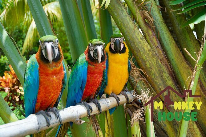 3X1 Adventure Waterfalls, Monkeys & Buggies In Puerto Plata - Practical Aspects of the Tour