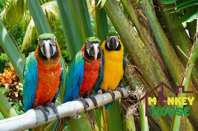 3X1 Adventure Waterfalls, Monkeys & Buggies In Puerto Plata - FAQ