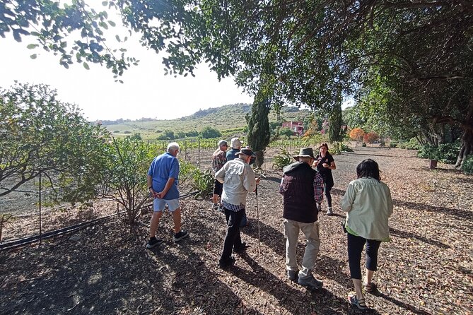 4.5 hours Private tour, the best and highlights of Gran Canaria. - FAQs