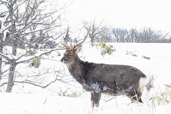 4.5 Hours Snowshoe Hike in Shiretoko Five Lakes - Booking and Cancellation Policy