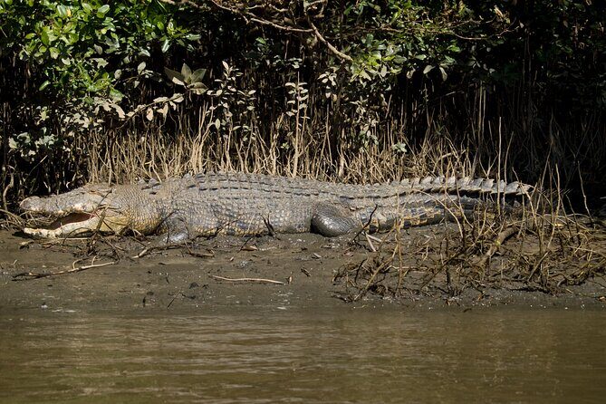 4-Day Cairns with Great Barrier Reef and Daintree Rainforest - Practical Tips for Future Travelers