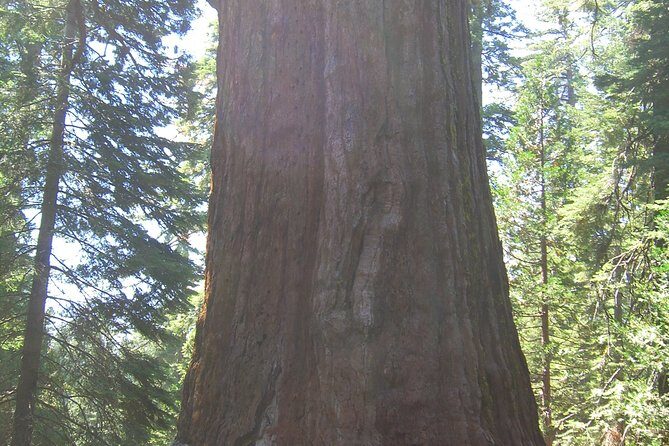 4 Day Death Valley, Yosemite, San Francisco from Las Vegas Camp or Lodge - The Sum Up