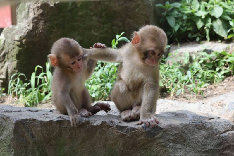 4 Day - From Nagano to Kanazawa: Ultimate Central Japan Tour - Day 1: Zenkoji Temple and Snow Monkey Park