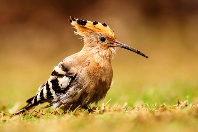 4 Day Golden Triangle Tour With Ranthambore Tiger Safari India - Accommodation and Meals