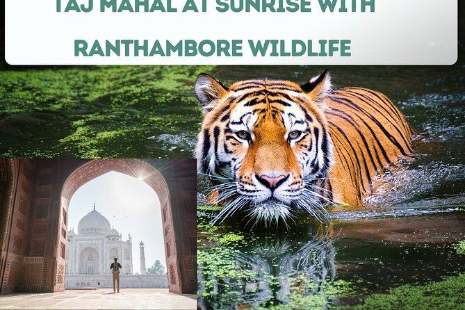 4 Day Golden Triangle Tour With Ranthambore Tiger Safari India - Who Should Consider This Tour?