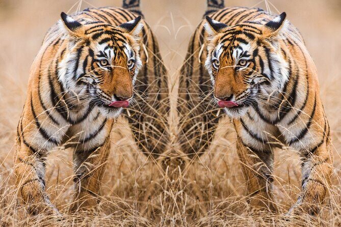4 Day Golden Triangle with Ranthambore Tiger Safari from Delhi - Key Points