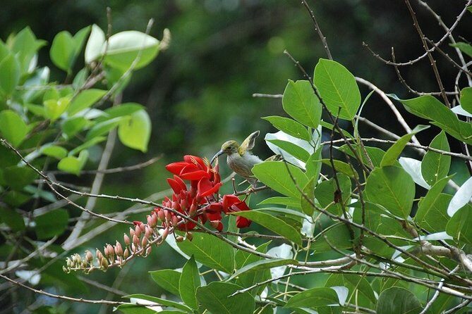 4-Day Jungle Experience in Taman Negara from Kuala Lumpur - A Deep Dive into the 4-Day Taman Negara Jungle Tour