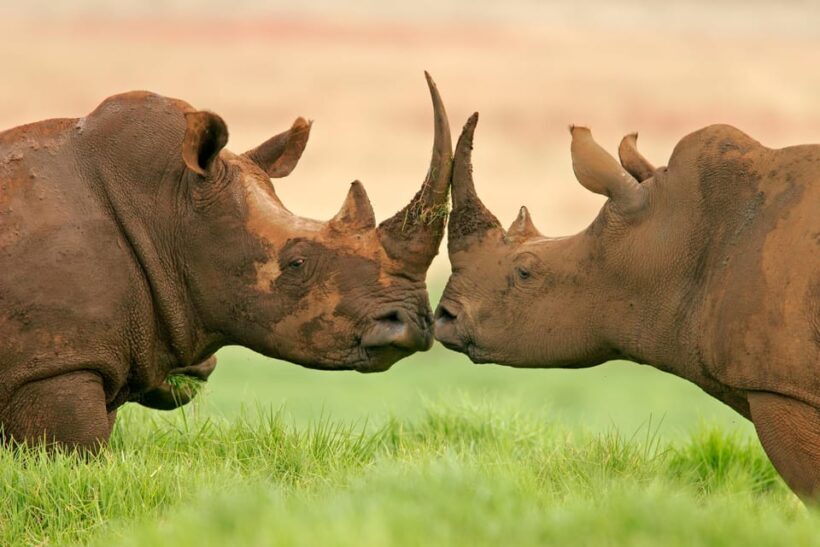 4-Day Kruger Tremisana or Masango Safari from Johannesburg - Key Points