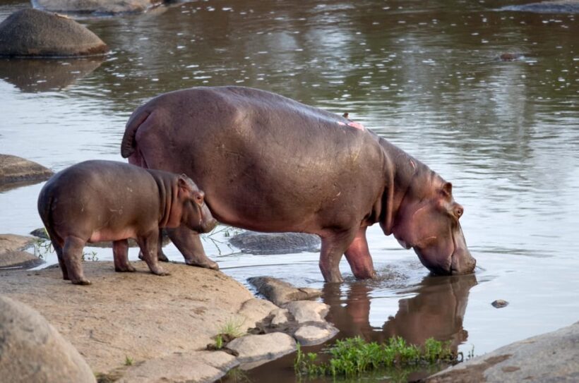 4-Day Kruger Tremisana or Masango Safari from Johannesburg - The Challenges and Considerations