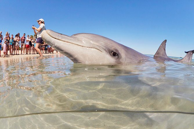 4-Day Monkey Mia Dolphins Pink Lake Pinnacles Comfort-Level Tour - Exploring the 4-Day Monkey Mia Dolphins, Pink Lake, and Pinnacles Tour: A Genuine Guide for Curious Travelers