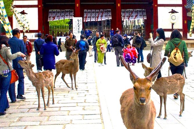 4-Day Private Kyoto Osaka Nara Sightseeing Tour With Guide - Meeting and Pickup Information