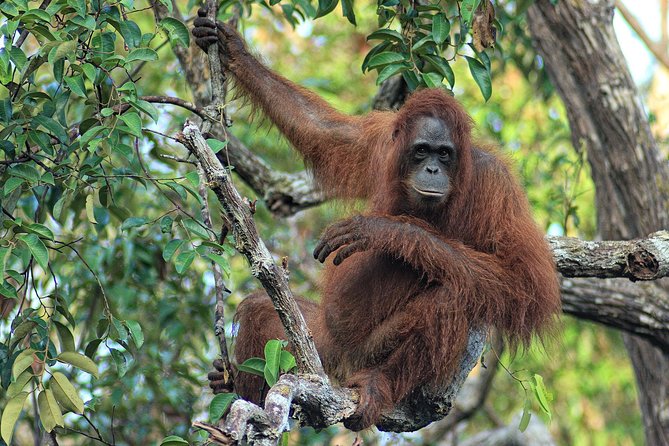 4-Day Private Orangutan and Bornean Primates Tour from Pangkalanbuun - Who Should Consider This Tour?