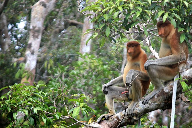 4-Day Private Orangutan and Bornean Primates Tour from Pangkalanbuun - Final Thoughts