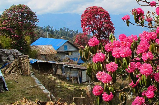 4-Day Private Poon Hill Trekking Tour - The Sum Up