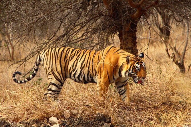 4-Day Private Ranthambhore Tiger Tour Including Delhi, Agra and Jaipur - What Travelers Say