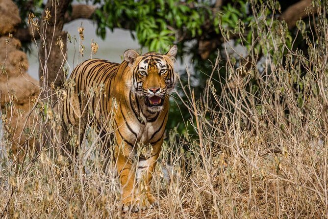 4-Day Private Ranthambhore Tiger Tour Including Delhi, Agra and Jaipur - Who Should Consider This Tour