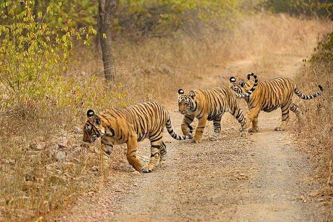 4-Day Ranthambore Tiger Safari Tour to Agra and Jaipur from Delhi - Who’s This Tour Best For?