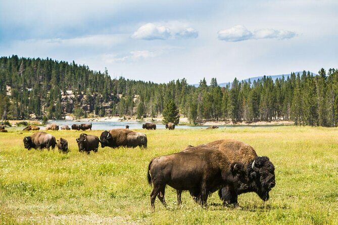 4-Day Small Group Tour: Yellowstone and Tetons Camping from Salt Lake City - Introduction