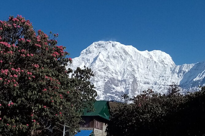 4 Days Amazing Trekking from Pokhara-Ghorepani Poon Hill - Authentic Experiences and Traveler Feedback