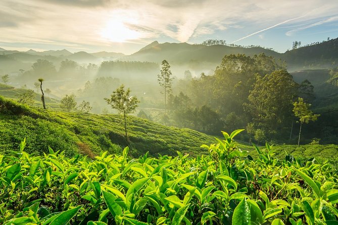 4 Days Best of Kerala Tour with Private Houseboat, Sightseeing & Car - Transportation, Accommodation, and Overall Value