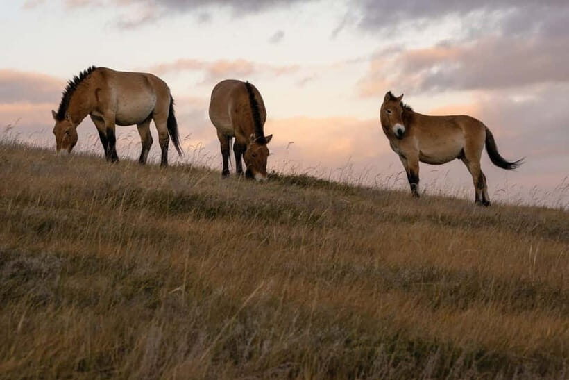 4 Days Central Mongolia-Amazing experiece - FAQ