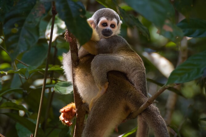 4 Days Cuyabeno Amazon Experience at Waita Lodge - Accommodation and Amenities at Waita Lodge