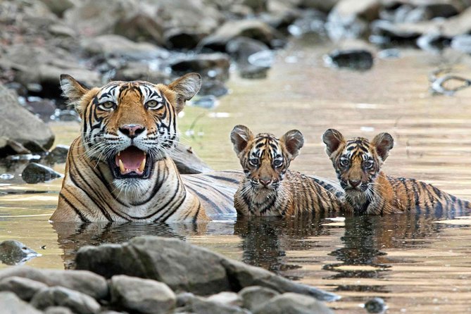 4 Days Golden Triangle Tour with Ranthambore from Delhi - FAQs