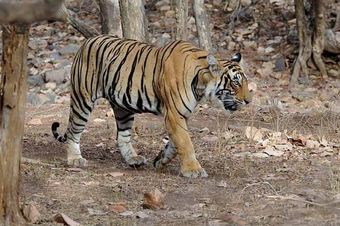 4 Days Golden Triangle Tour with Ranthambore Tiger Safari - Key Points