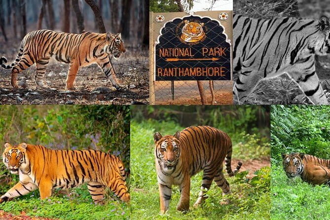 4 Days Golden Triangle Tour with Ranthambore Tigers Safari - An In-Depth Look at the Tour