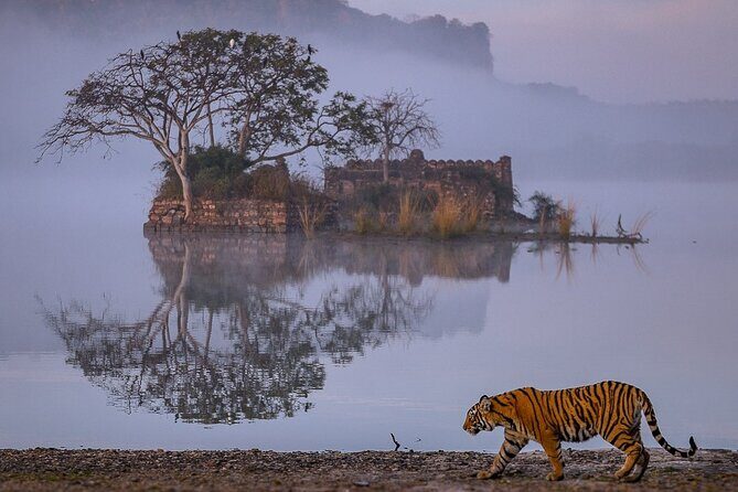4 Days Jaipur, Ranthambore, Agra Tour including Safari & Hotels - The Comfort of a Well-Organized Itinerary