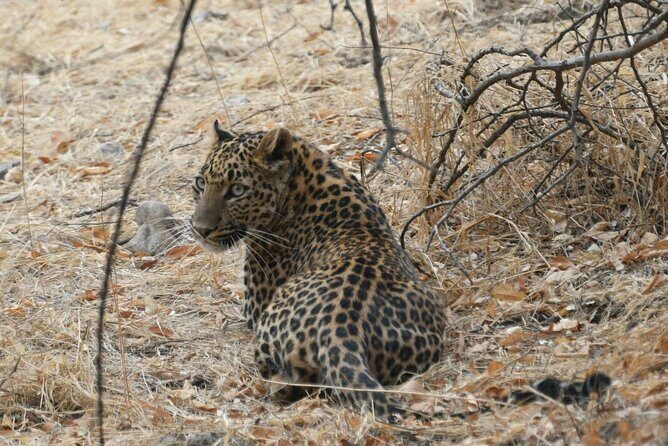4 Days: Jaipur, Ranthambore Tigers & Taj Mahal Tour From Jaipur With Delhi Drop - Starting the Journey: Jaipur’s Royal Highlights