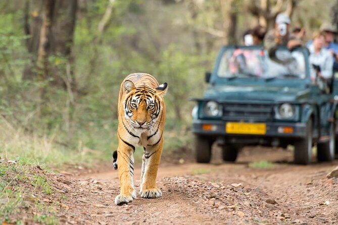 4 Days: Jaipur, Ranthambore Tigers & Taj Mahal Tour From Jaipur With Delhi Drop - Day Four: The Gardens of the Taj and Return to Delhi