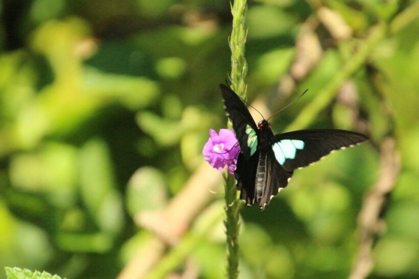 4 Days Manu Rainforest Tour - Introduction