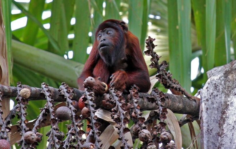 4 Days Manu Rainforest Tour - FAQ