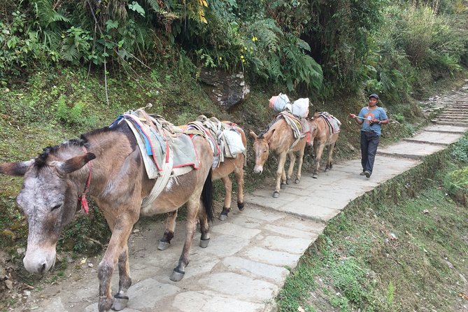 4 Days Poon Hill Trek - Who Should Consider This Trek?