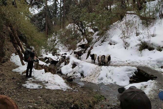 4 Days Poon Hill Trek from Pokhara - Final Thoughts