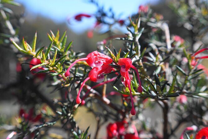 4 Days Private Walking Tour in South Australia - FAQs