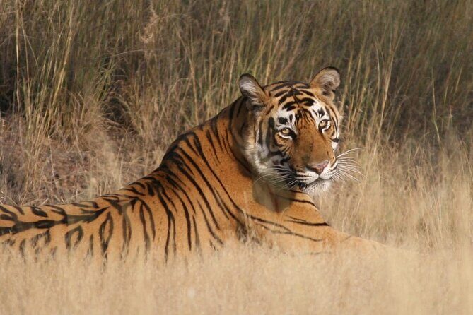 4 Days: Ranthambore, Jodhpur, Udaipur Tour From Jaipur With Hotel - Exploring the Itinerary in Detail
